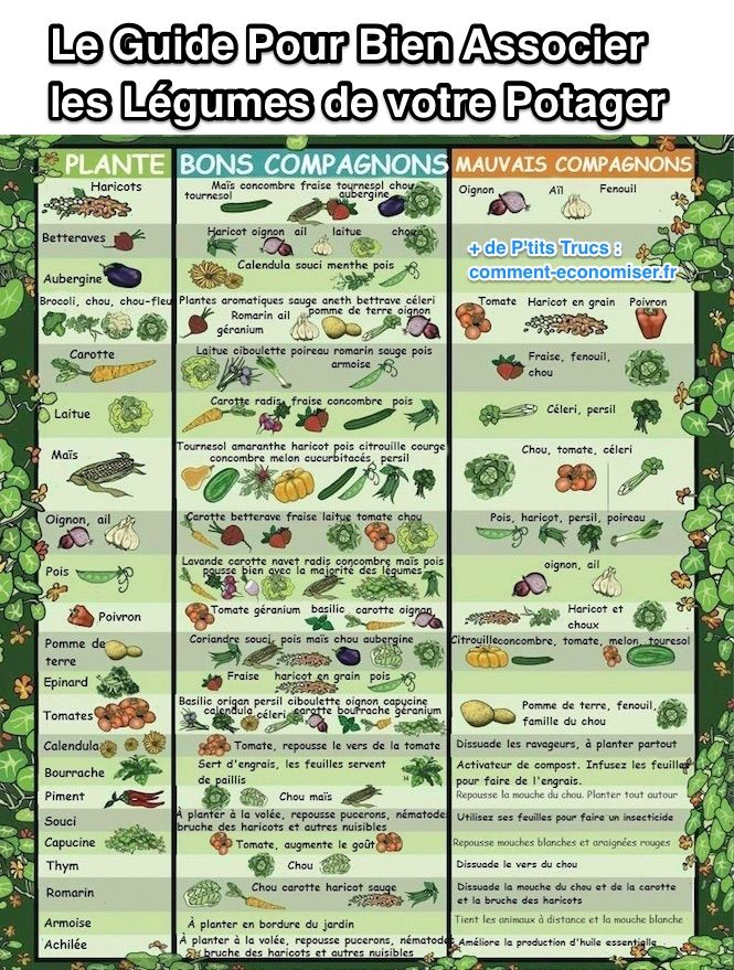 Le Guide Pratique Pour Bien Associer les Légumes de votre Potager. Le Guide Pratique Pour Bien Associer les Légumes de votre Potager.