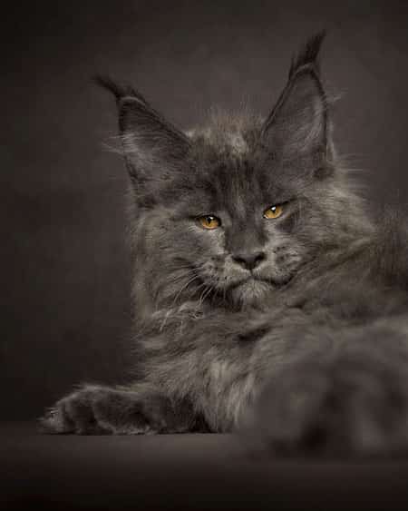 12 Portraits Majestueux d'un Chat Mythique et Rare : le Maine Coon.