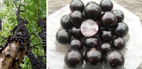 20 Fruits Incroyables Que PERSONNE Ne Connaît.