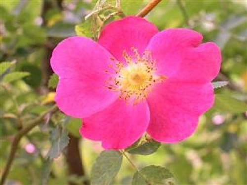 Chaque Fleur a une Signification. Voici le Guide du Langage des Fleurs.